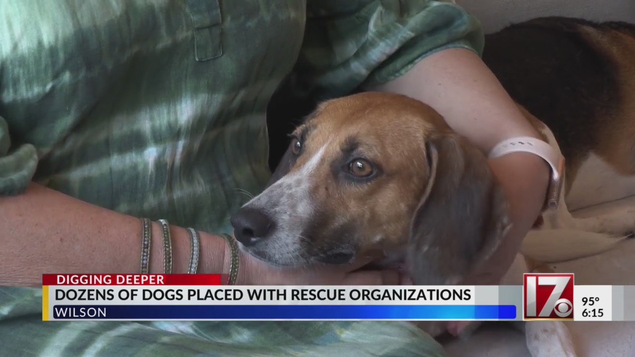 Dozens of dogs placed in rescue organizations – CBS17.com