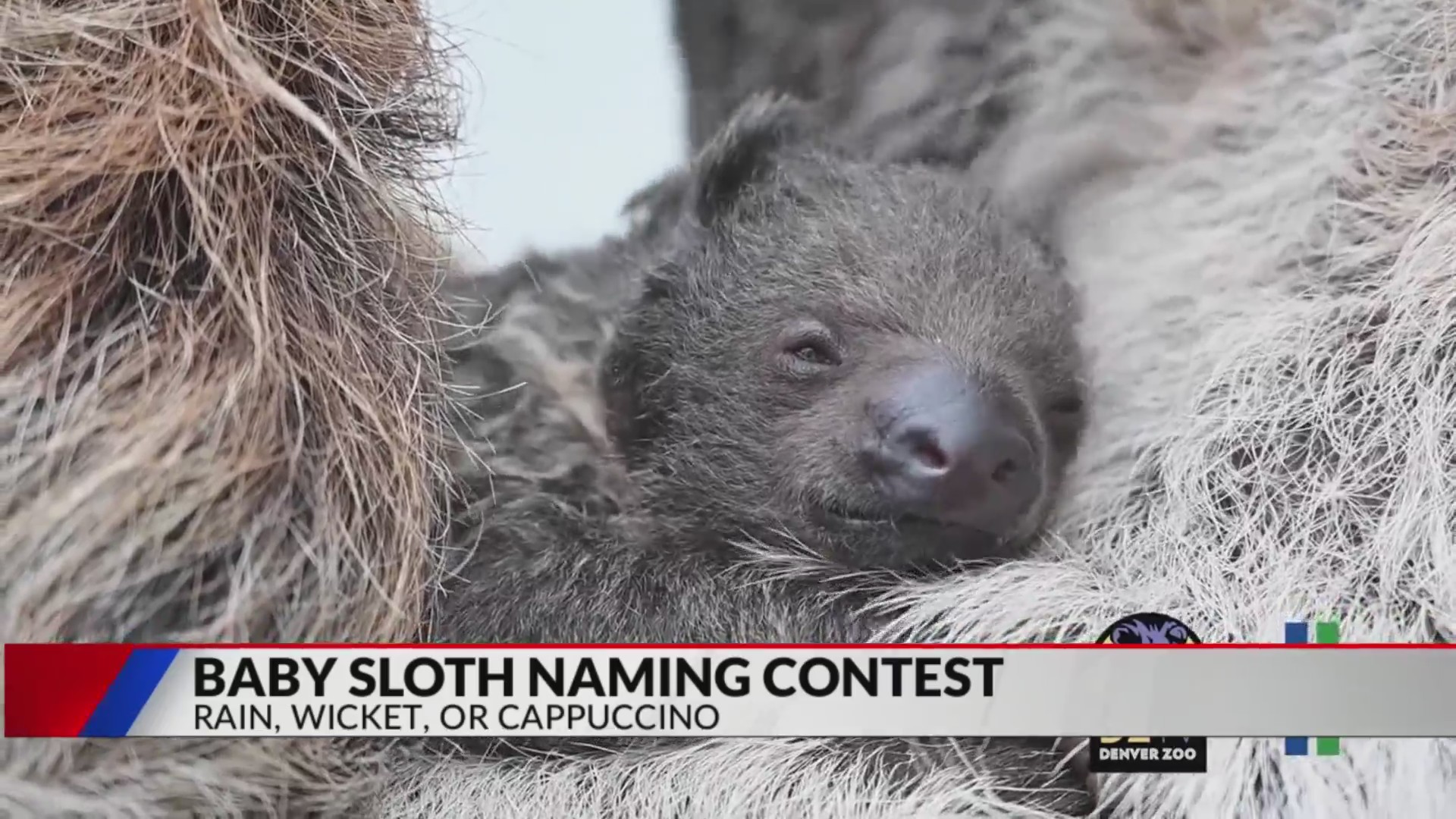 Help name Denver Zoo’s baby sloth – FOX31 Denver
