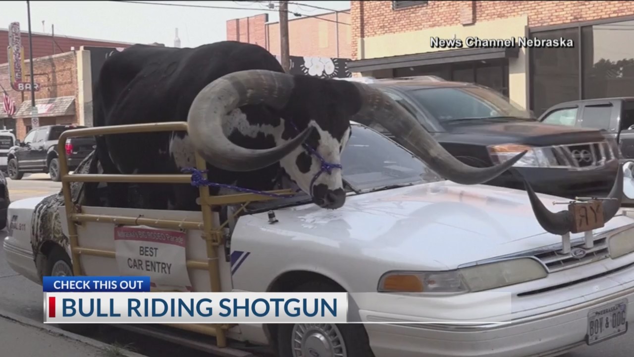 Bull riding shotgun – KTSM 9 News