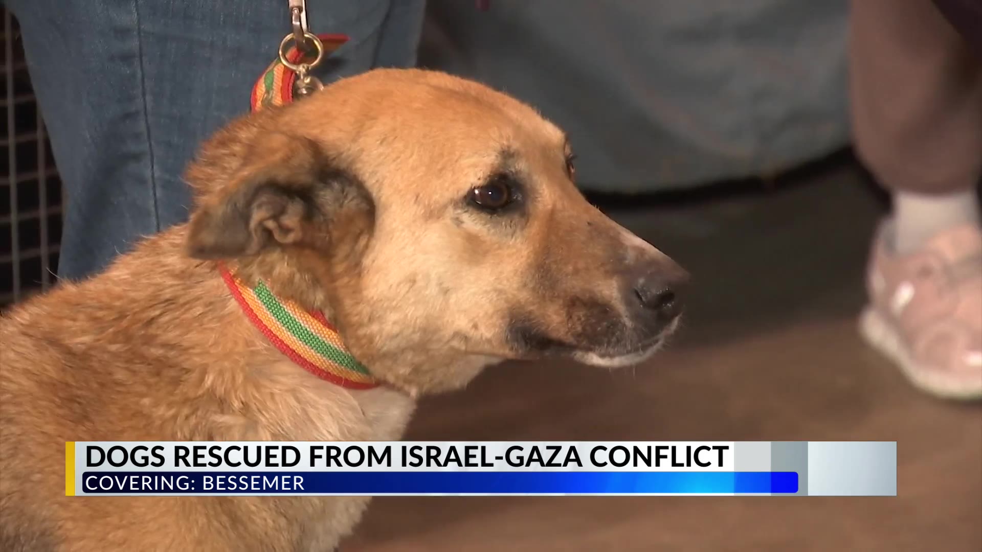 Sixteen dogs rescued from the Israel-Gaza war welcomed to their new ...