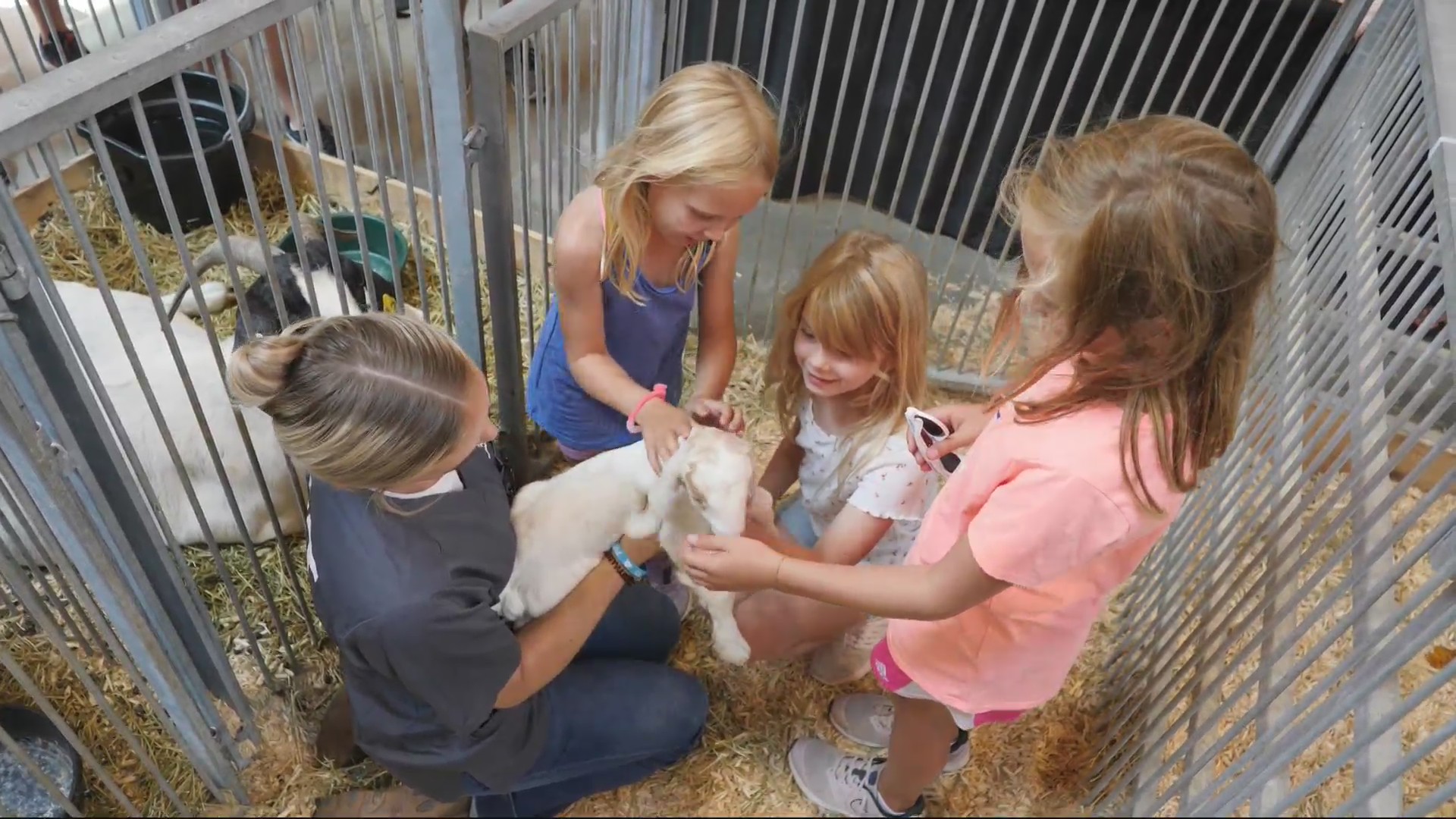 Cute baby animals at the Iowa State Fair – who13.com