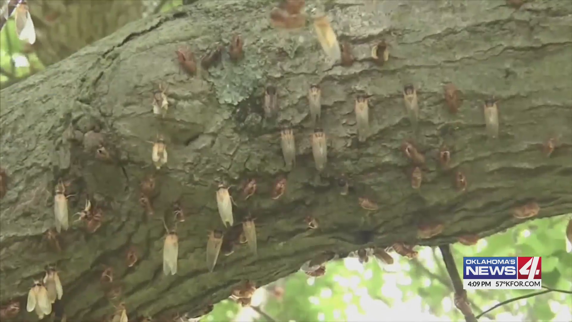 Cicada brood XIX to reappear in Oklahoma after 13 years – KFOR.com ...