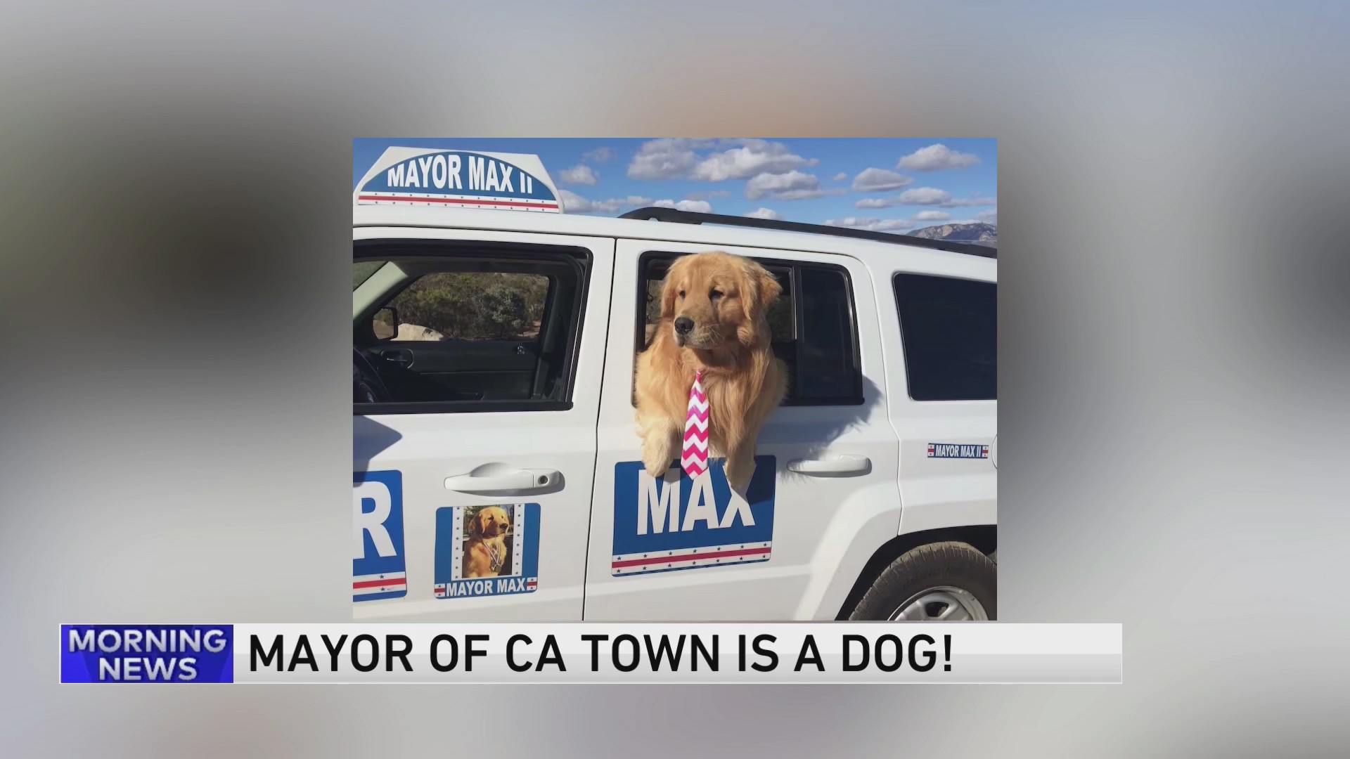 Mayor Max, the golden retriever! – WGN-TV