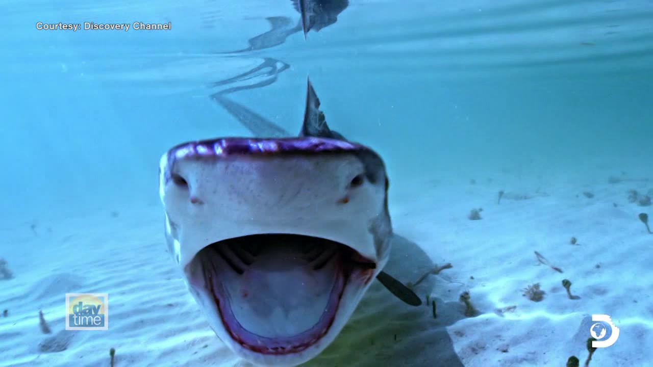 Shark Week – WFLA