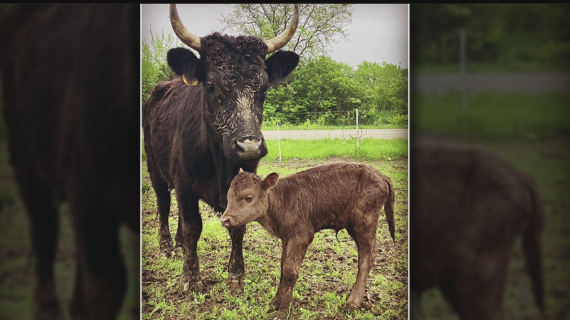 Crooked Gap Farm brings pasture-raised goods to market – who13.com