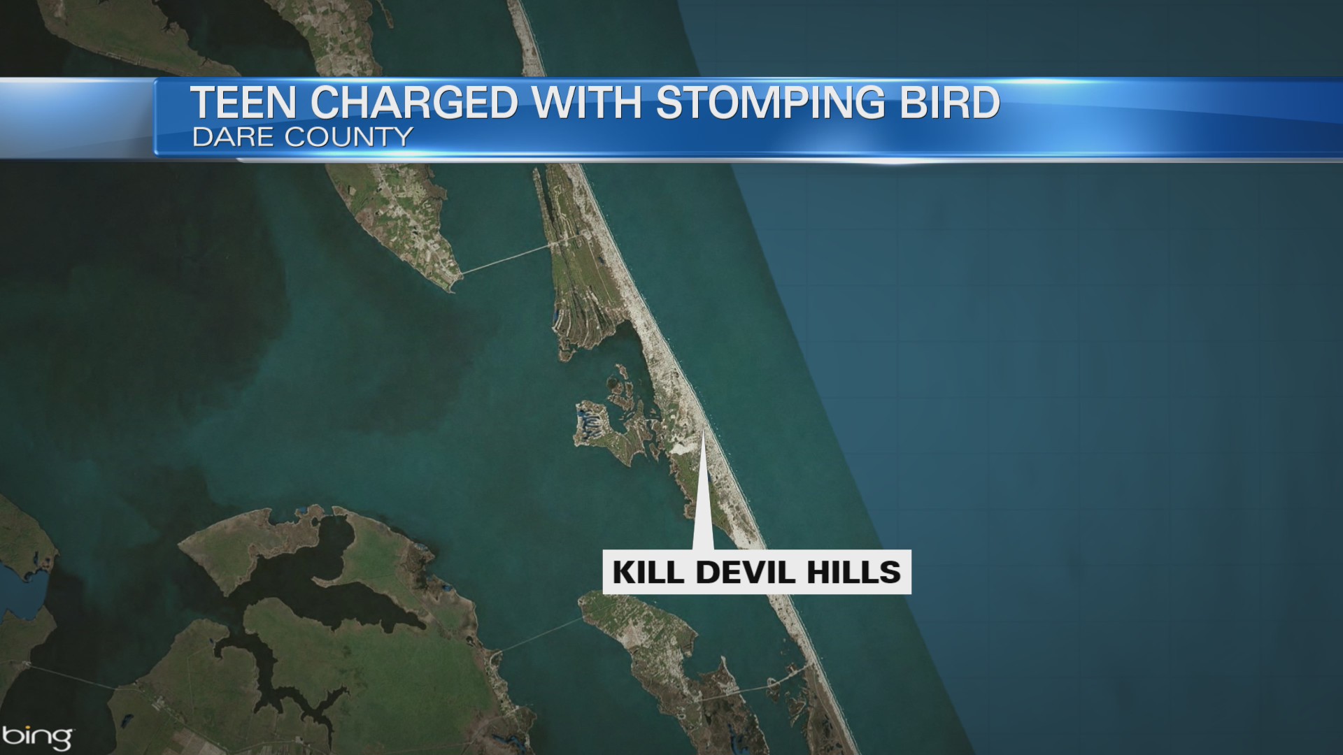 Teen charged with stomping bird to death on the OBX – WAVY.com