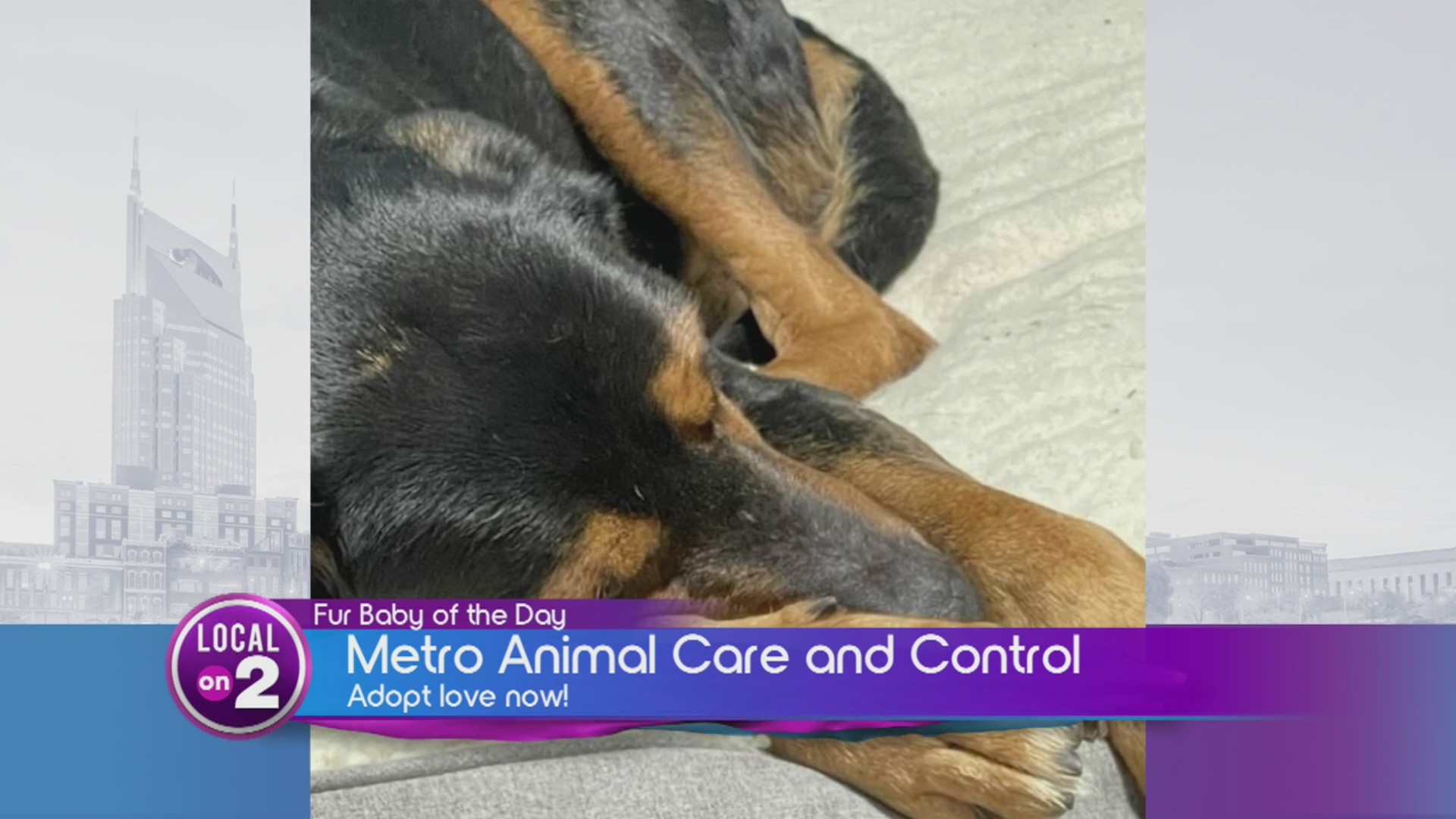 Fur Babies of the Day: Bow Wow Breakouts at Metro Animal Care & Control ...