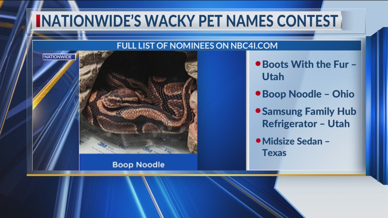 Nationwide’s Wacky Pet Names contest returns – NBC4 WCMH-TV