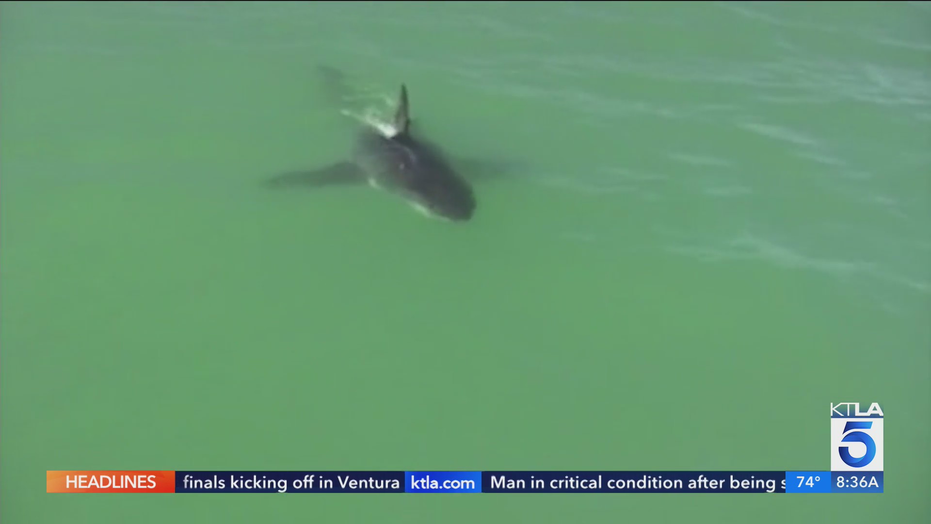 Scientists investigating after sharks seen ingesting cocaine – KTLA