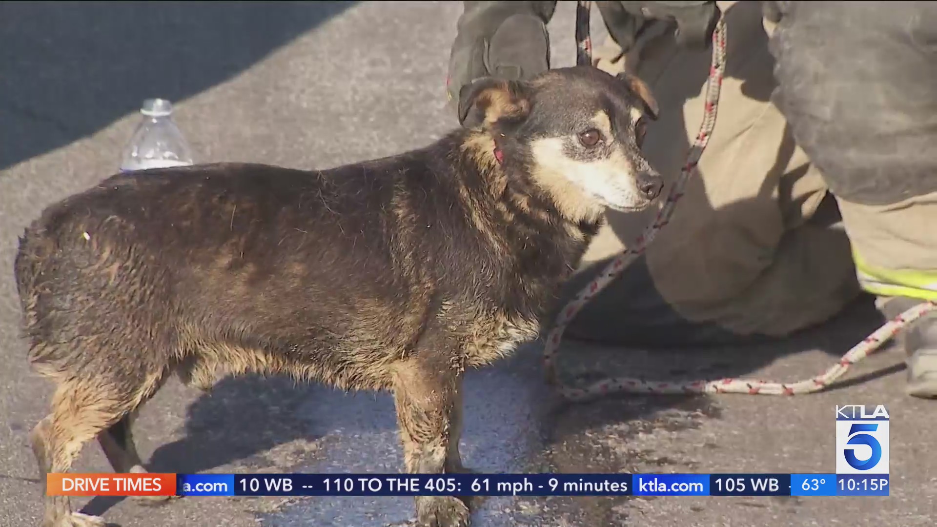 Crews rescue small dog trapped in Los Angeles County storm drain – KTLA