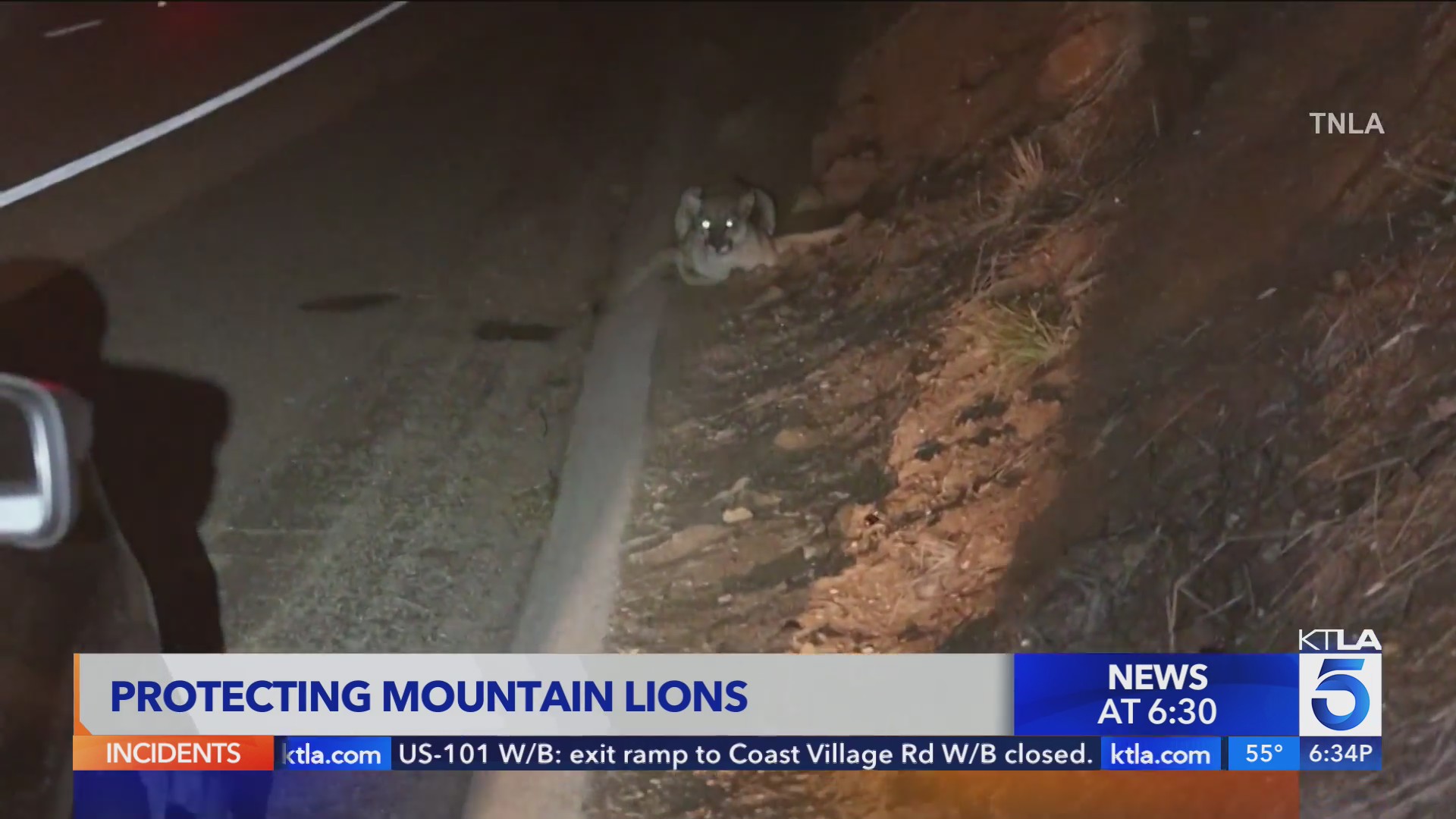 Mountain lion dies after getting hit by car near Malibu – KTLA
