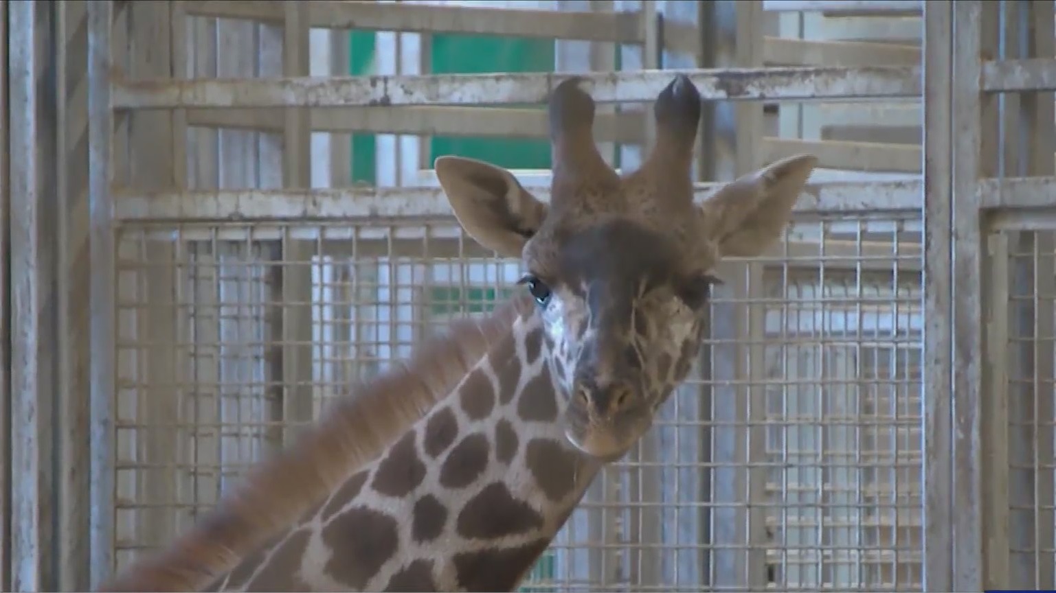 ‘Devastated:’ Biopsy results in for Seneca Park Zoo’s giraffe; growth ...