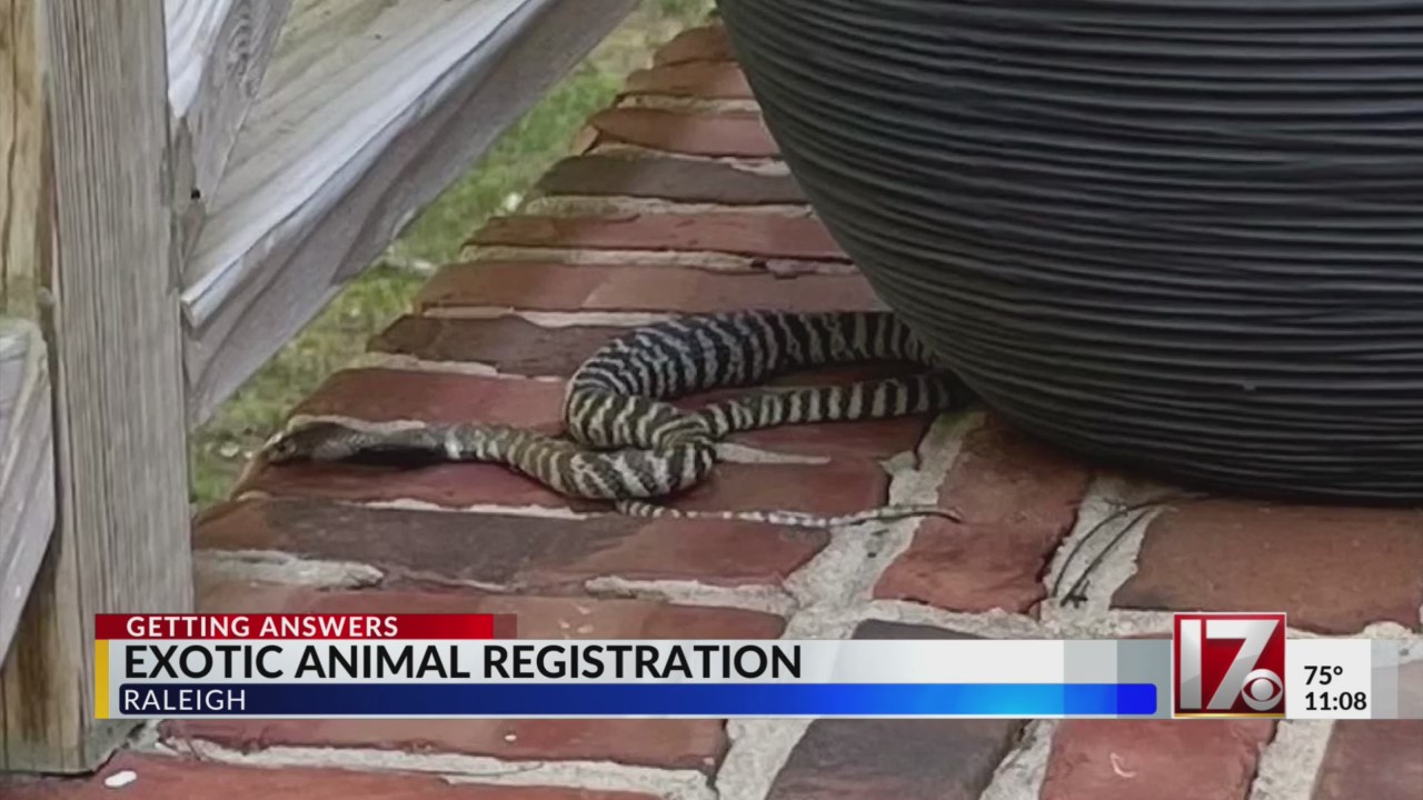 City of Raleigh expanding rules for exotic animal owners – Queen City News