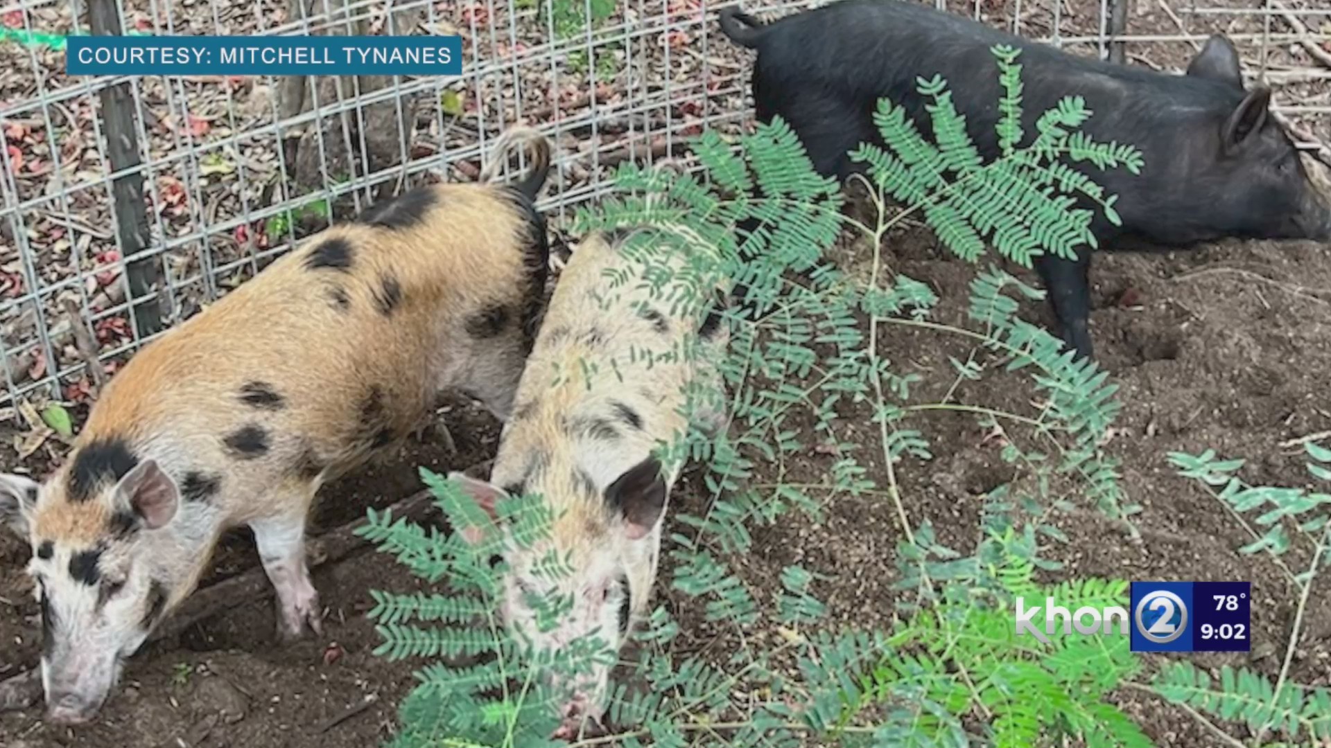 Car accident involving wild pig highlights the danger feral swine pose ...