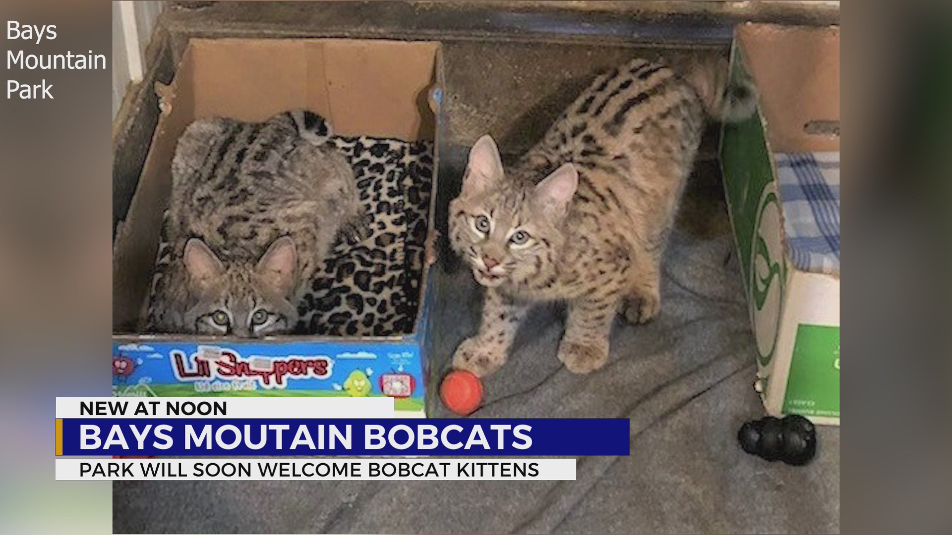 Bays Mountain to welcome 2 new bobcats to park – WJHL | Tri-Cities News ...