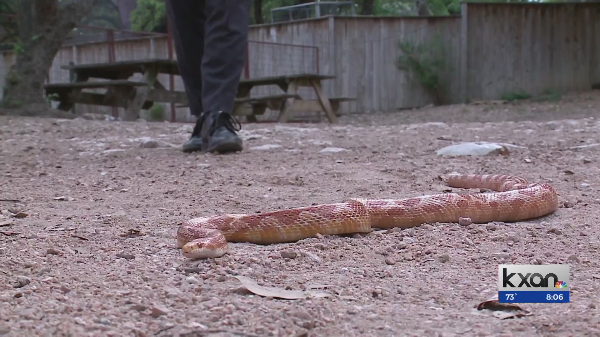 Bluebonnets, ice storm could mean more snake sightings – KXAN Austin