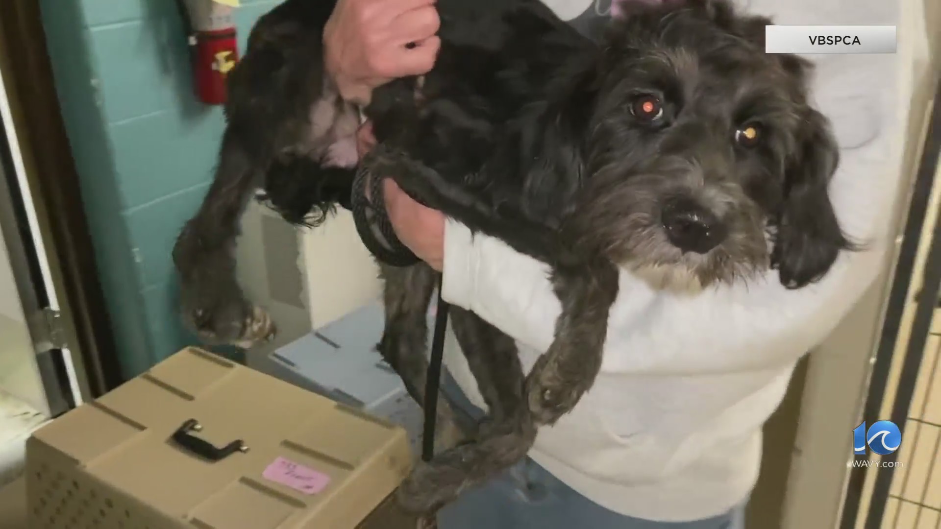 Virginia Beach SPCA gets 18 new rescue dogs – WAVY.com