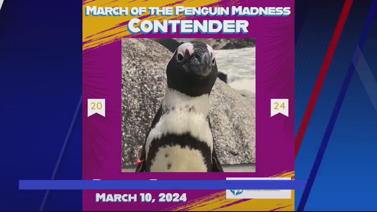 Niffler the penguin is competing to be the world’s favorite penguin ...