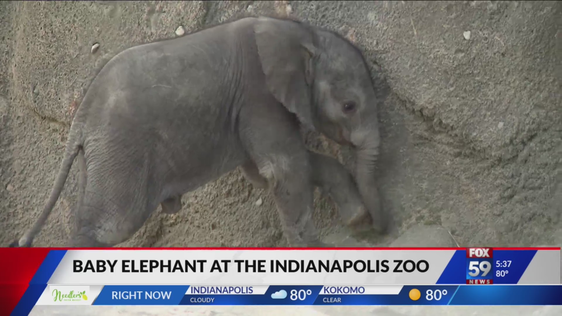Indianapolis Zoo asking public to name new baby elephant – Fox 59