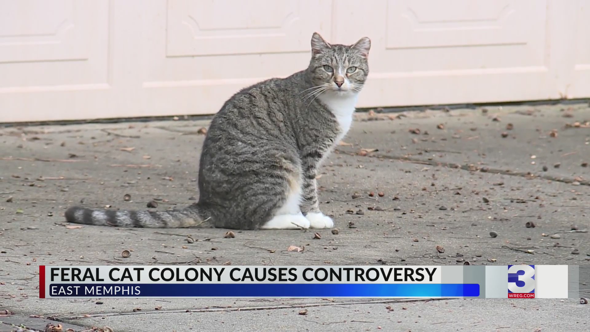 Feral cat colony causes controversy in Southeast Memphis neighborhood ...