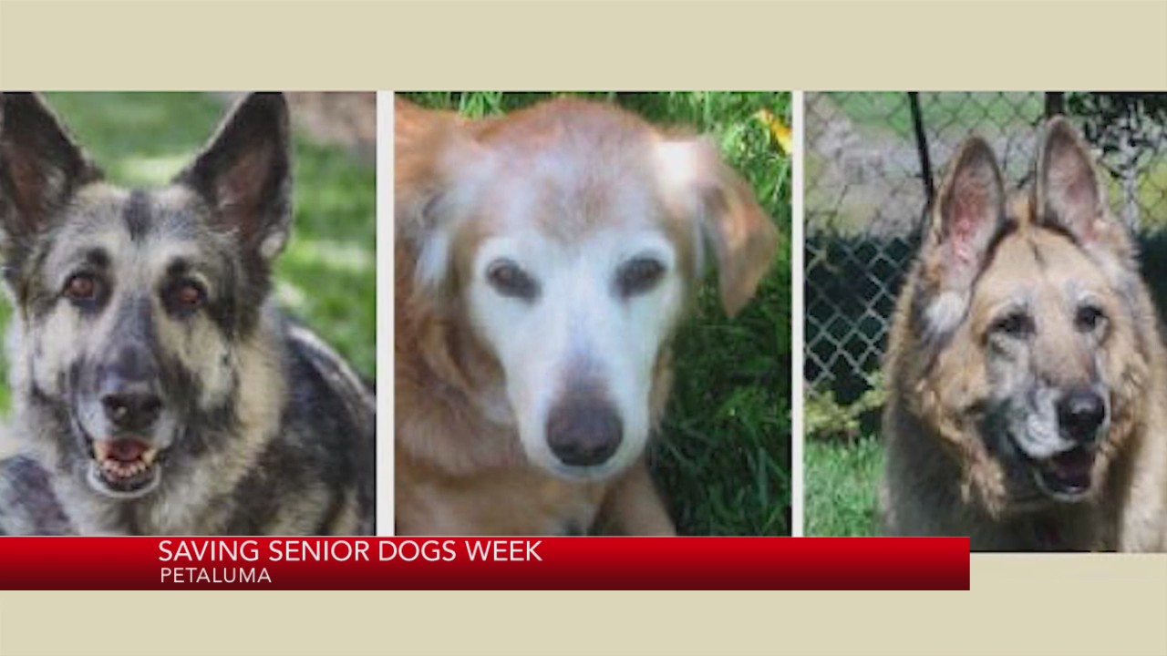Saving Senior Dogs Week – KRON4