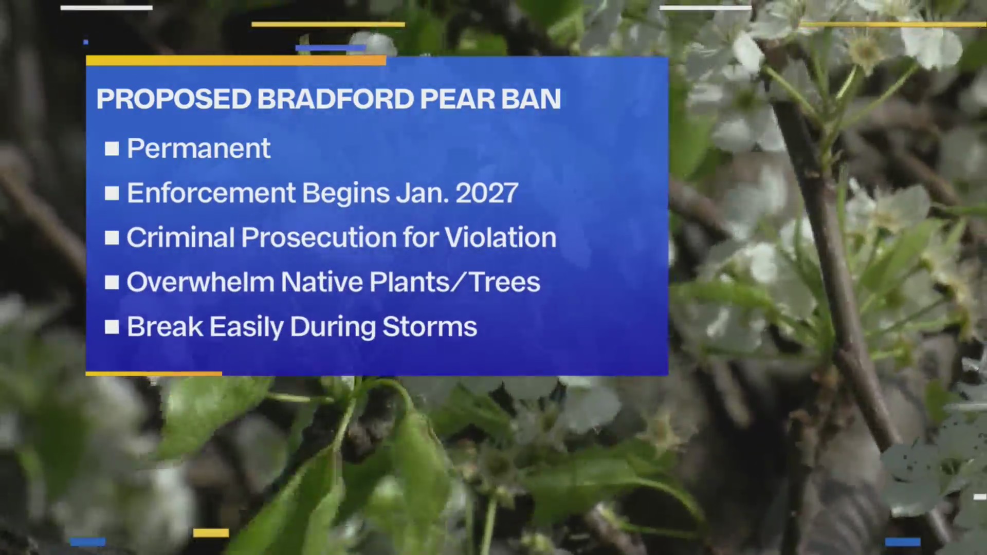 Kansas could ban smelly Bradford pear trees – KSN-TV