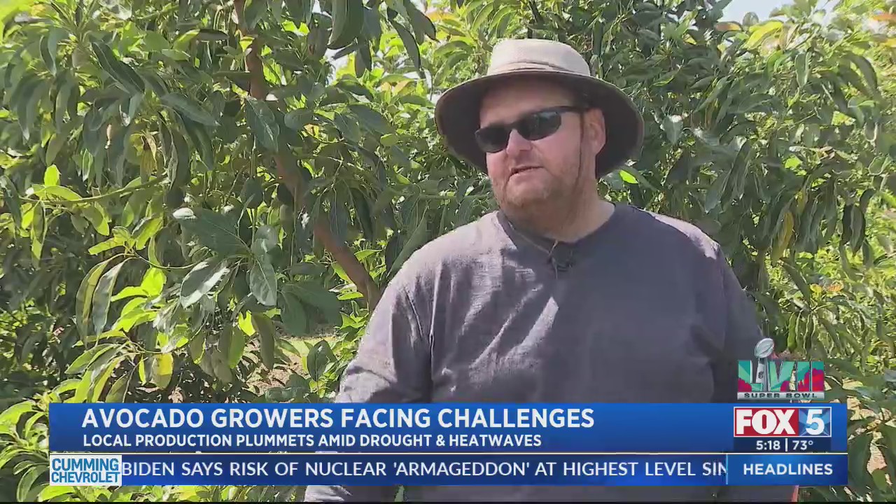 Avocado Growers Facing Challenges – FOX 5 San Diego & KUSI News