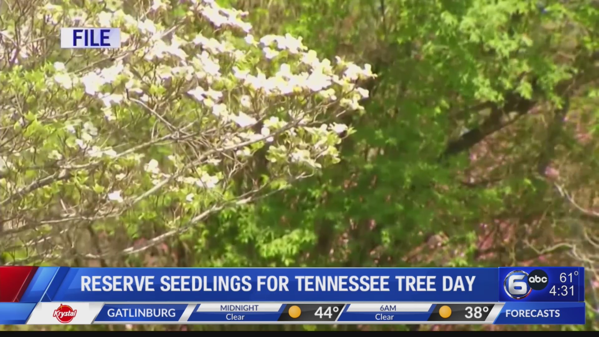 Reserve Seedlings for Tennessee Tree Day – WATE 6 On Your Side