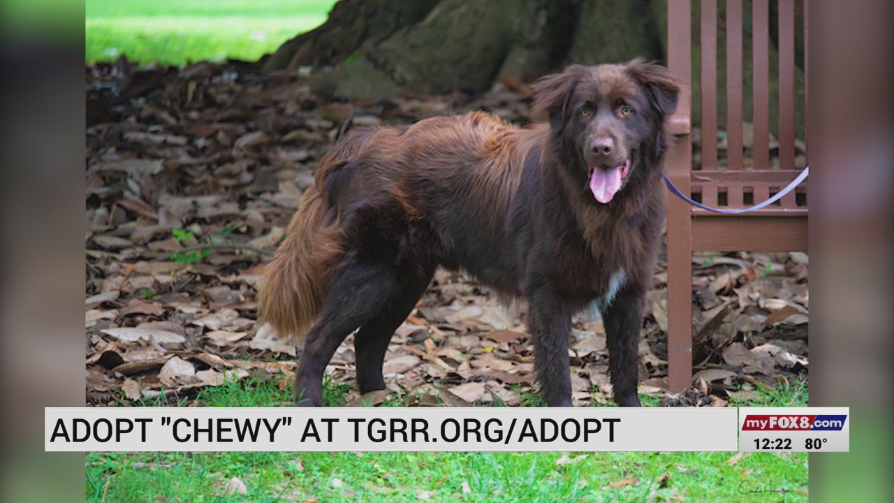 Chewy is our Pet of the Week! – FOX8 WGHP
