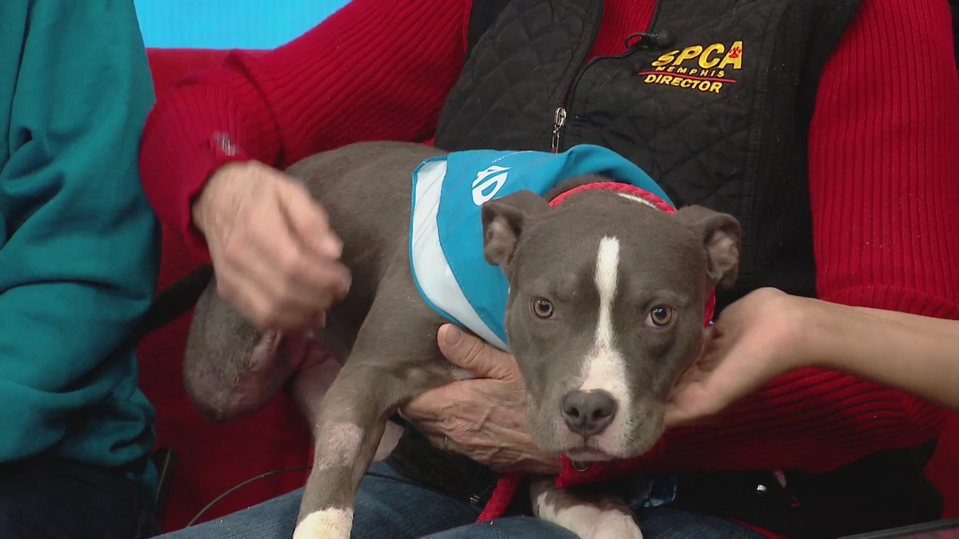 Pet of the Week: Paws ‘N’ Hooves joins the SPCA with adoptable pets ...