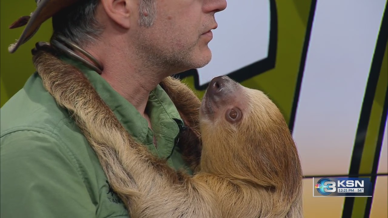 Wild Side: Matt Fouts with Tanganyika Wildlife Park shows off sloth ...