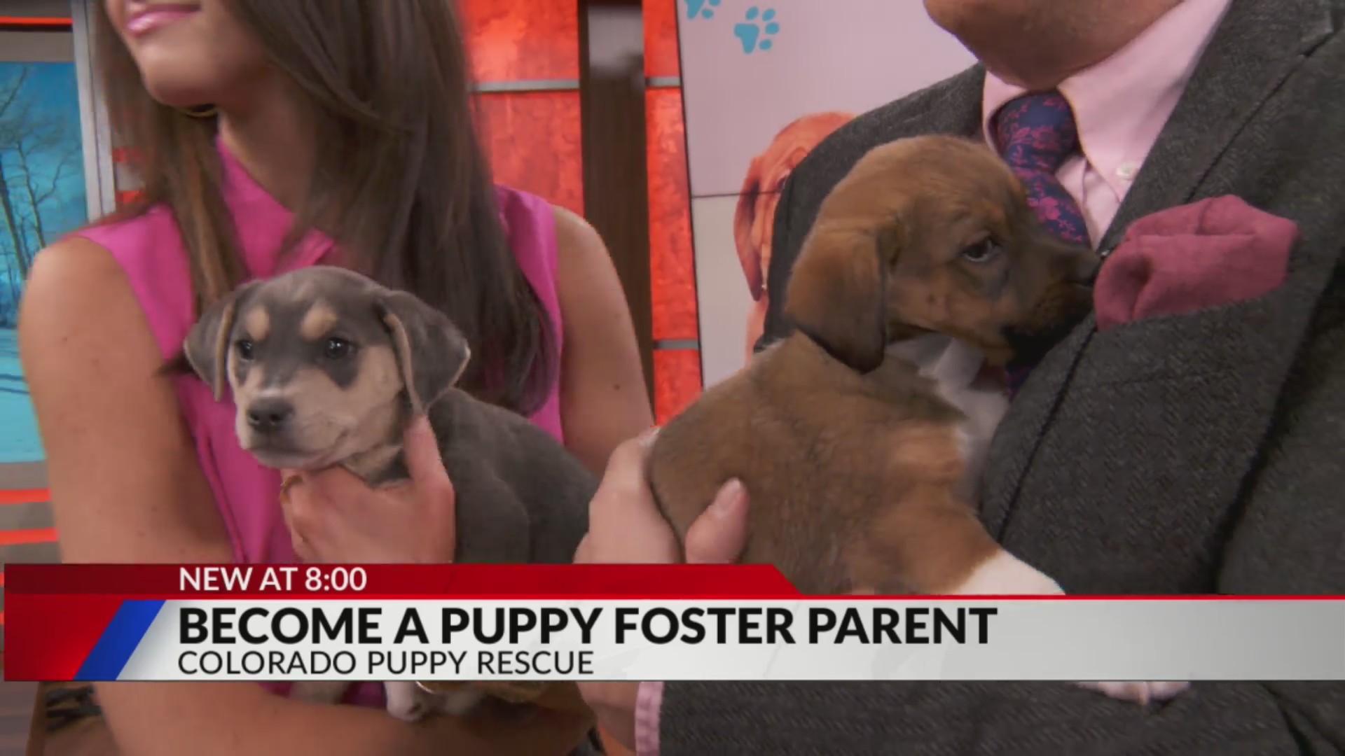 Colorado puppy rescue – FOX31 Denver