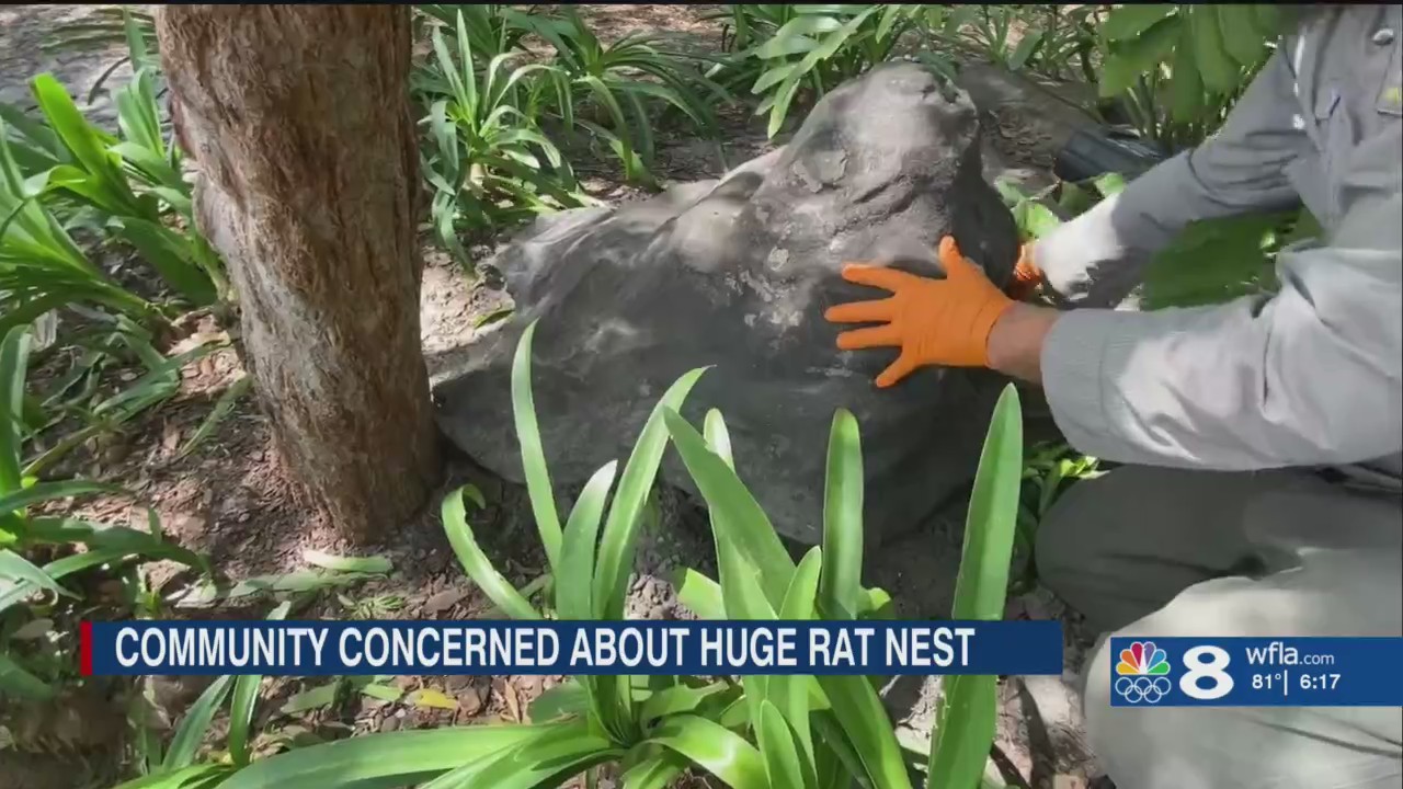 ‘I see about 30 rats’: Riders at a Tampa bus stop are rattled by ...
