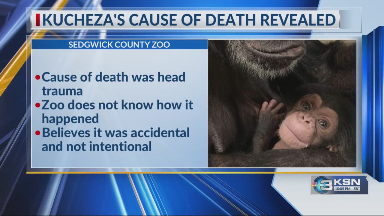Sedgwick County Zoo reveals baby chimp’s cause of death – KSN-TV
