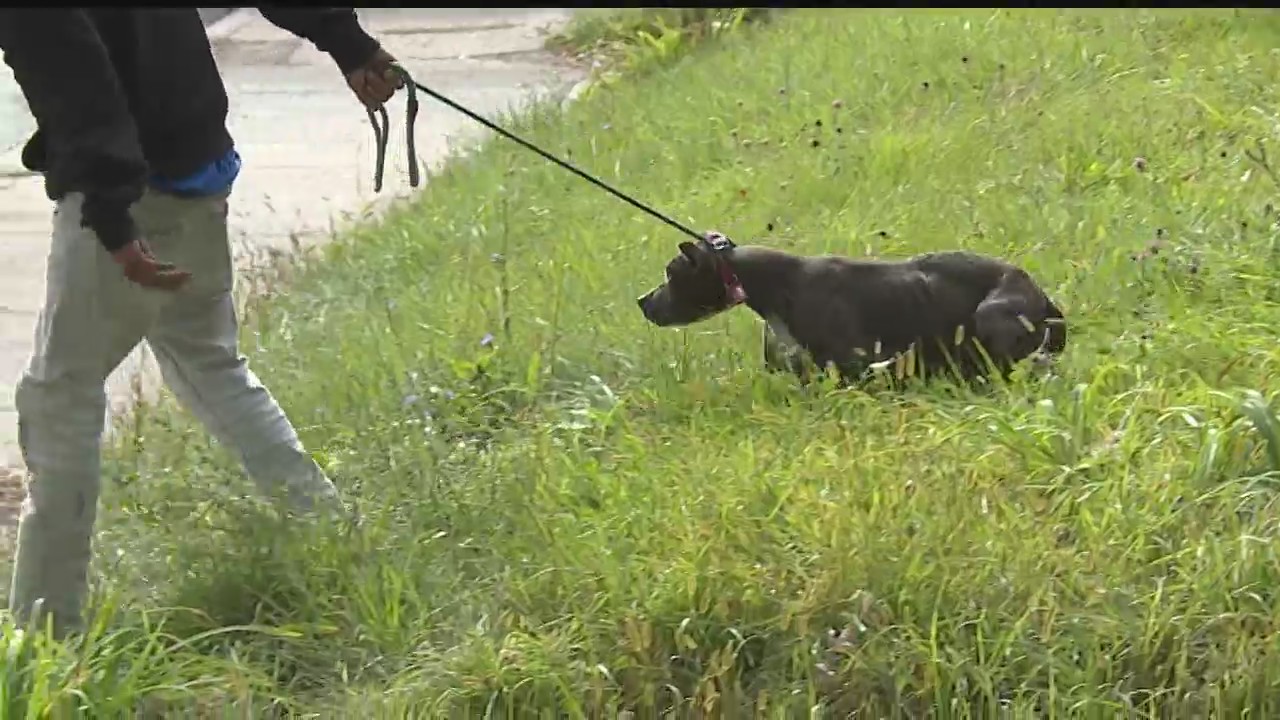 Man in critical condition after multiple dog attack in Youngstown ...