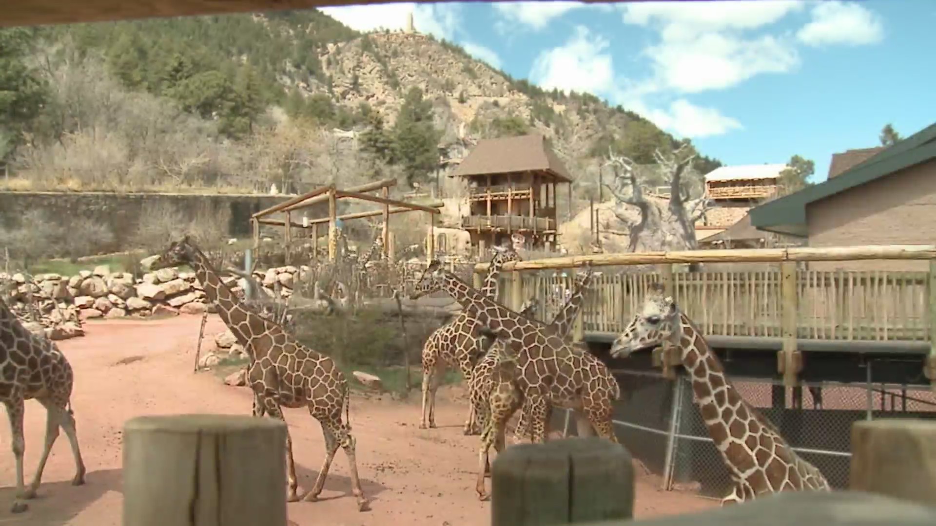 2 Colorado zoos among best in the country – FOX31 Denver