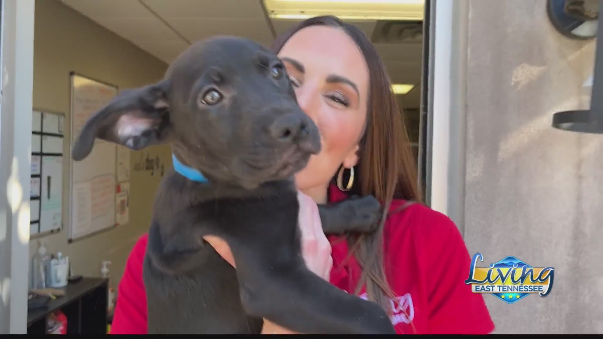 The Puppy Pick – WATE 6 On Your Side