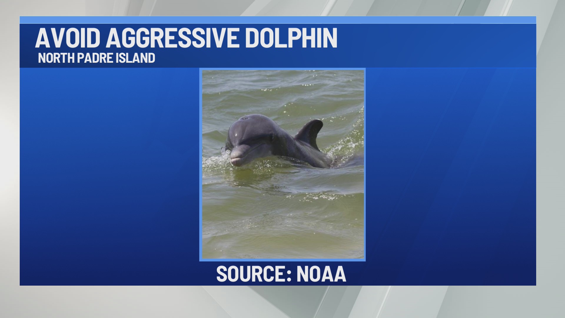 Don’t mess with this ‘aggressive’ dolphin off Texas coast – KXAN Austin