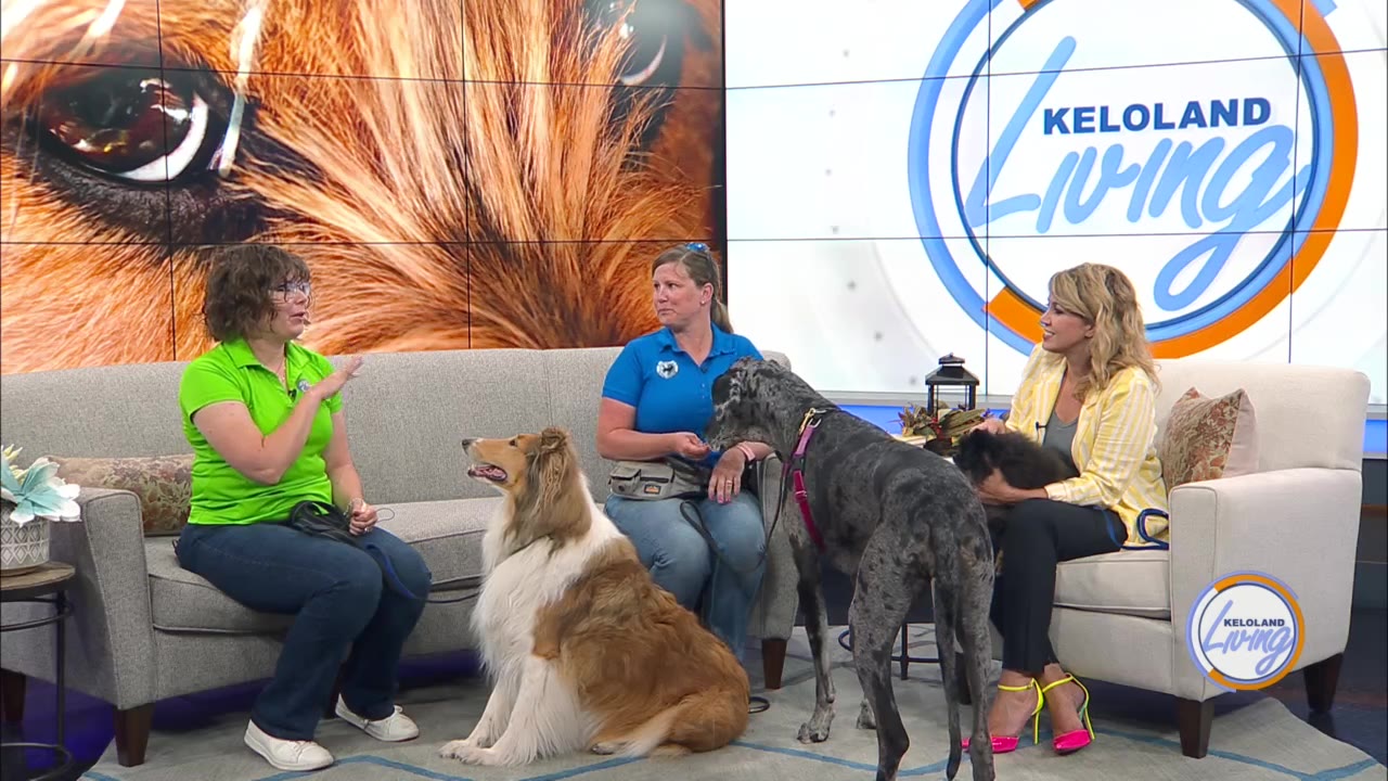 Dog Breeds – KELOLAND.com