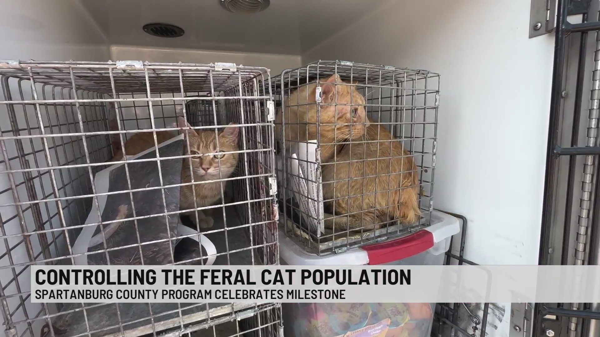 Spartanburg Co., Animal Allies reach milestone in stray cat population ...