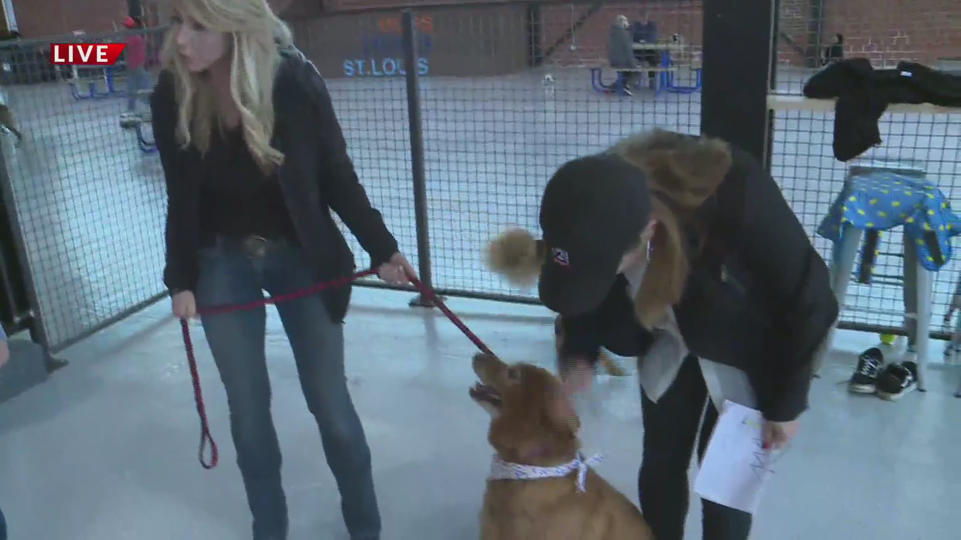 Sadie, FOX 2’s Margie Ellisor’s dog, is primped and perfect – FOX 2