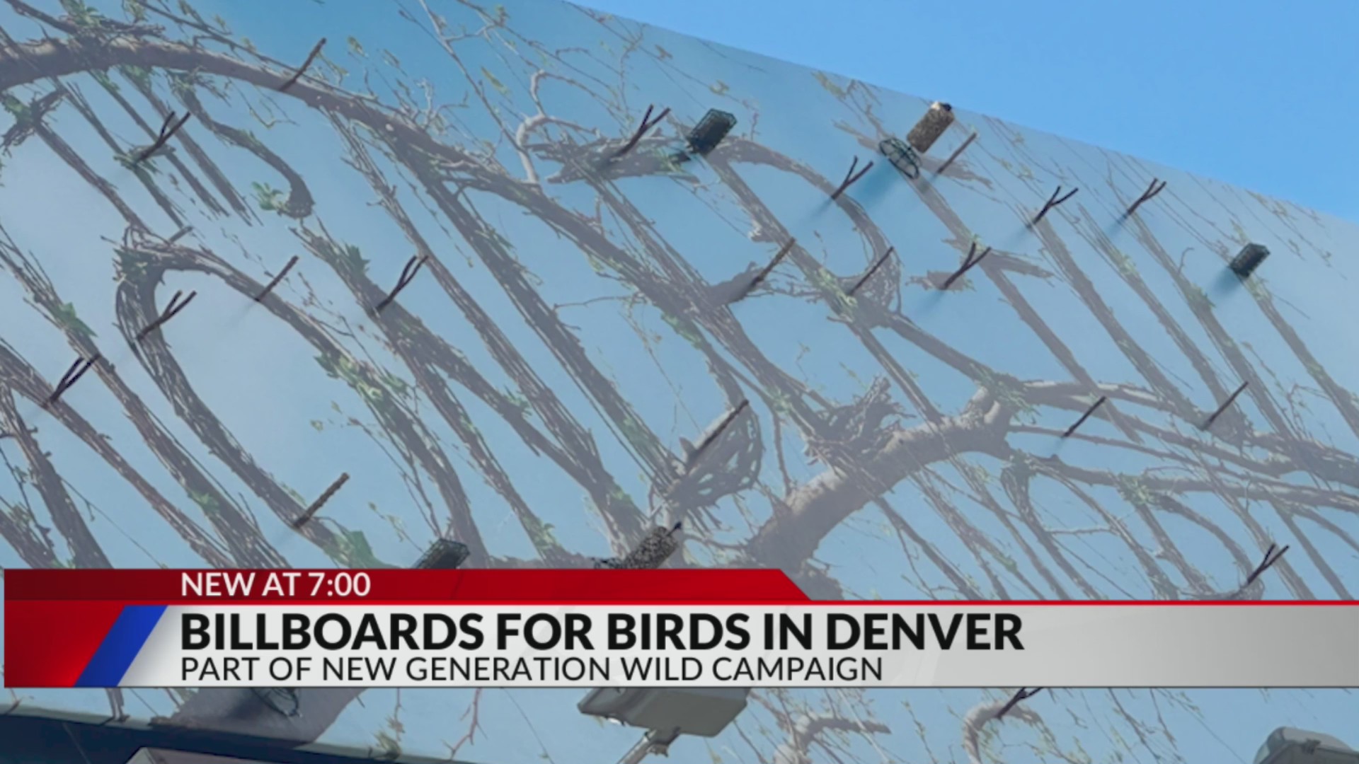 Billboards in Denver designed to attract birds – FOX31 Denver