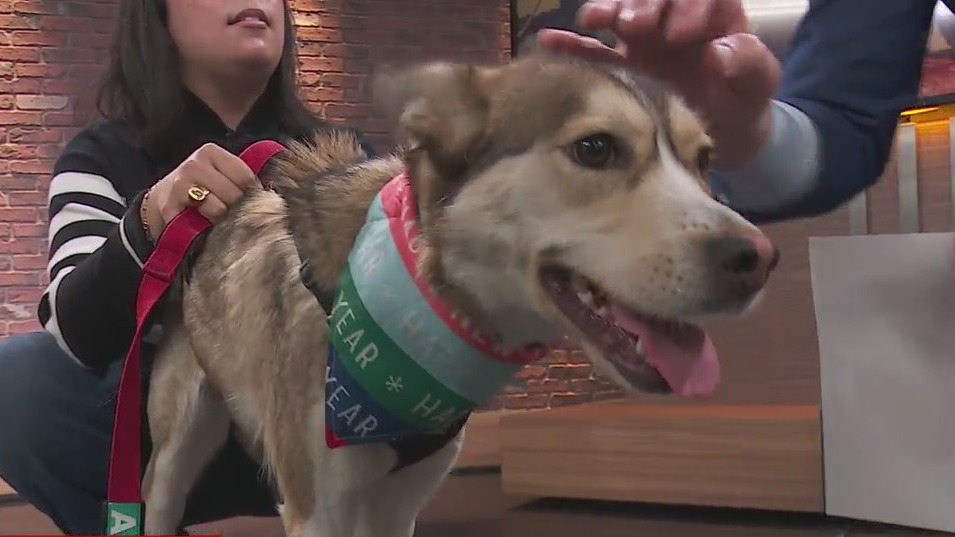Adopt a 4 legged friend for the New Year! – FOX40 News