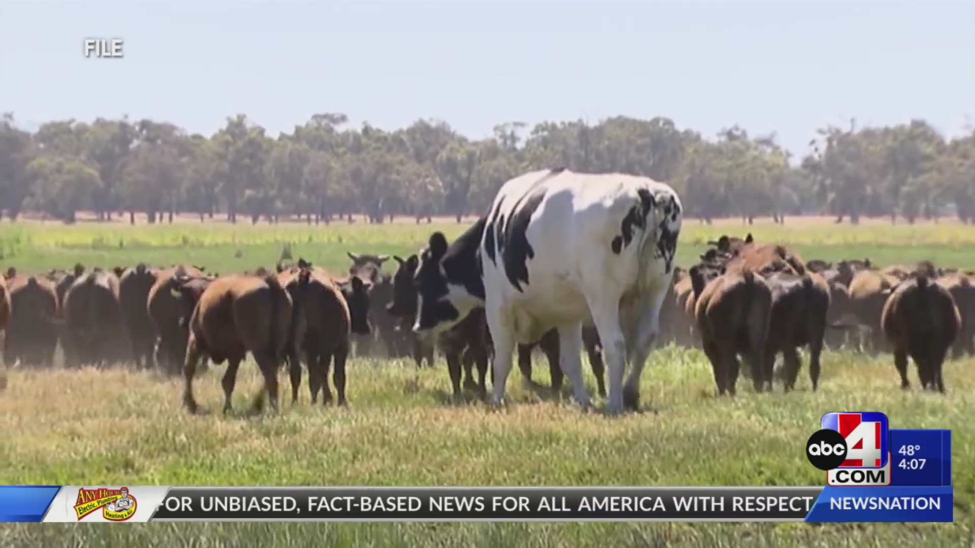Illness affecting dairy cows prompts Utah to tighten livestock import ...