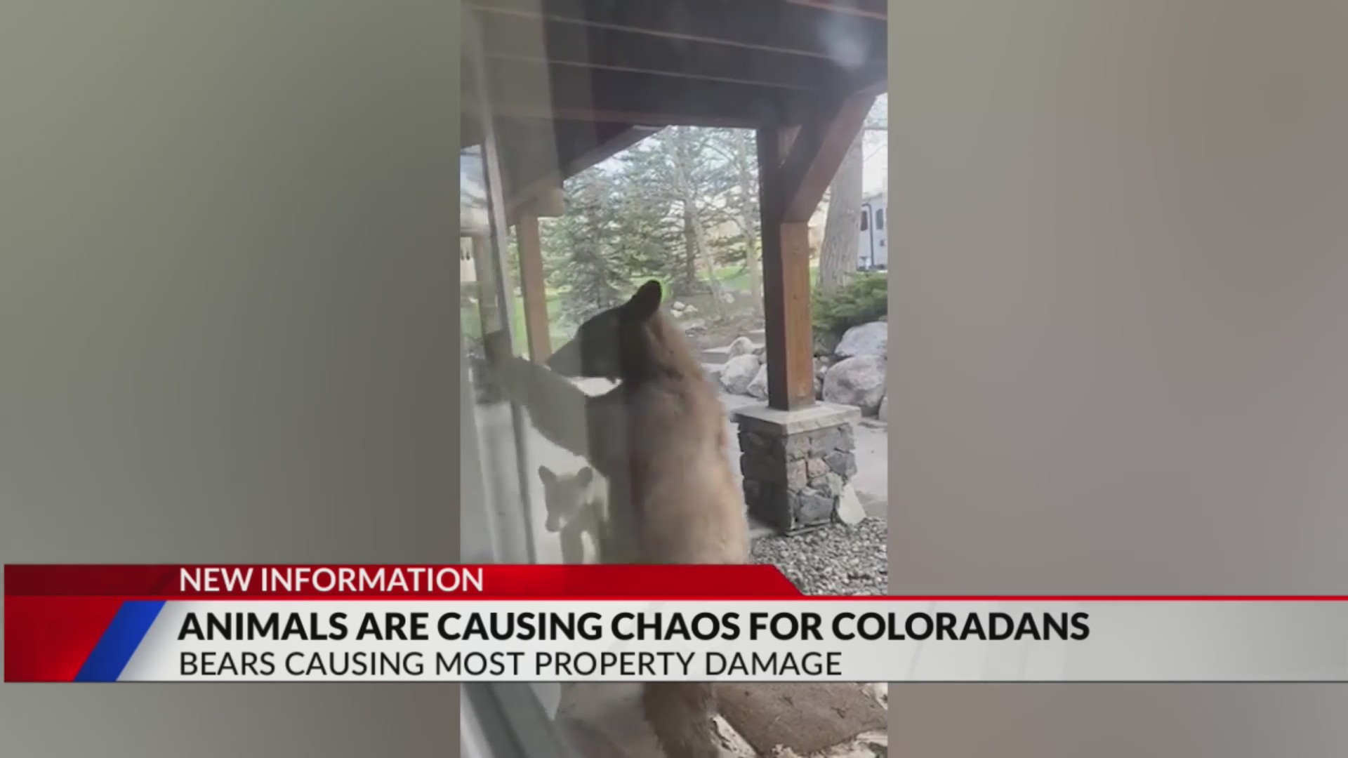 This animal caused the most damage in one year, according to Colorado ...