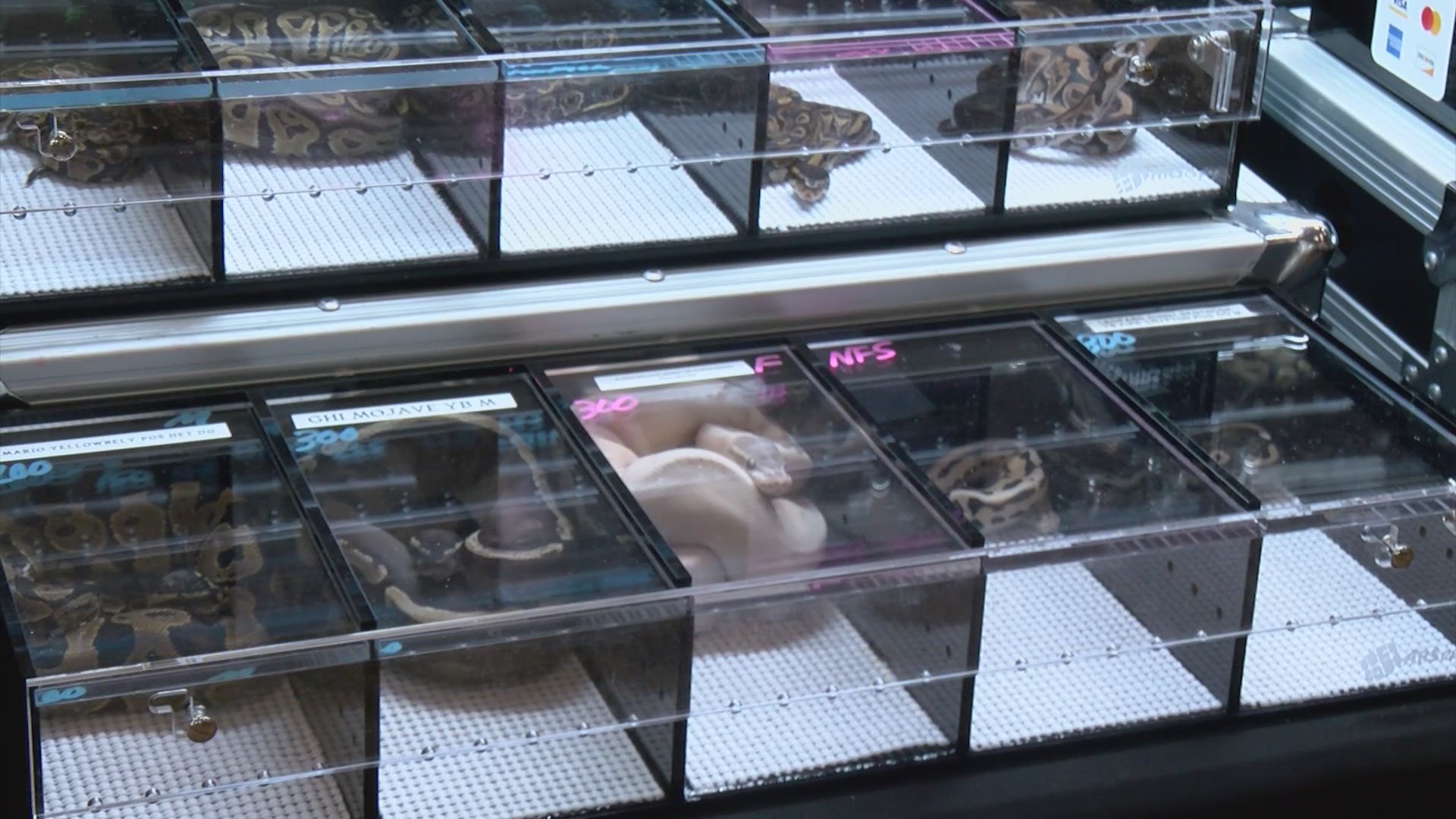 Repticon returns to the Tri-Cities with snakes, spiders and more unique ...