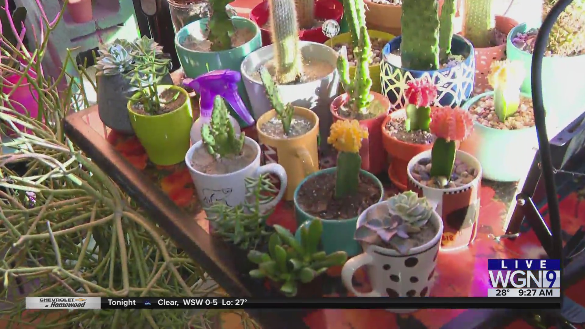 Around Town – Brookfield Shop Local – WGN-TV