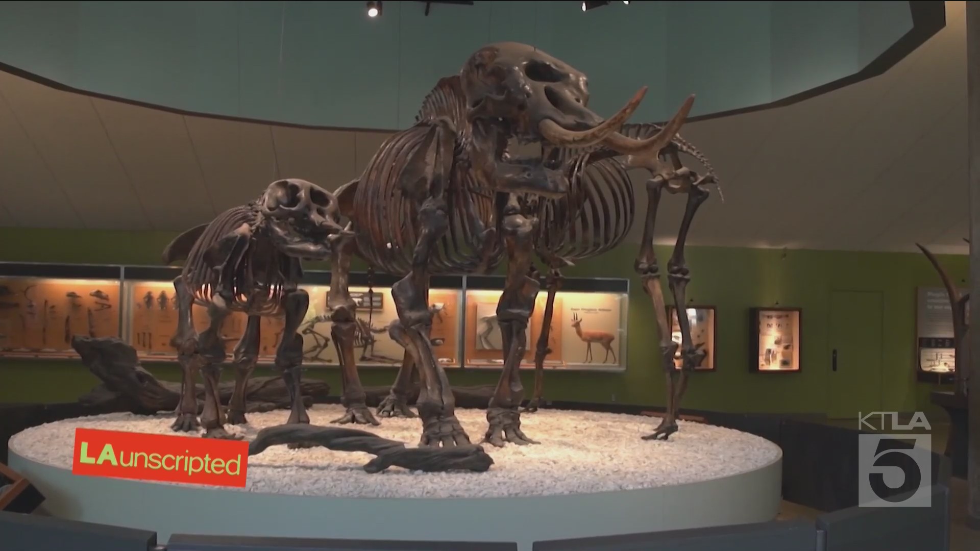 The La Brea Tar Pits is an Ice Age excavation site – KTLA
