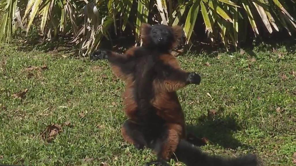 Meet the North Carolina Zoo’s Red Ruff lemurs! – FOX8 WGHP