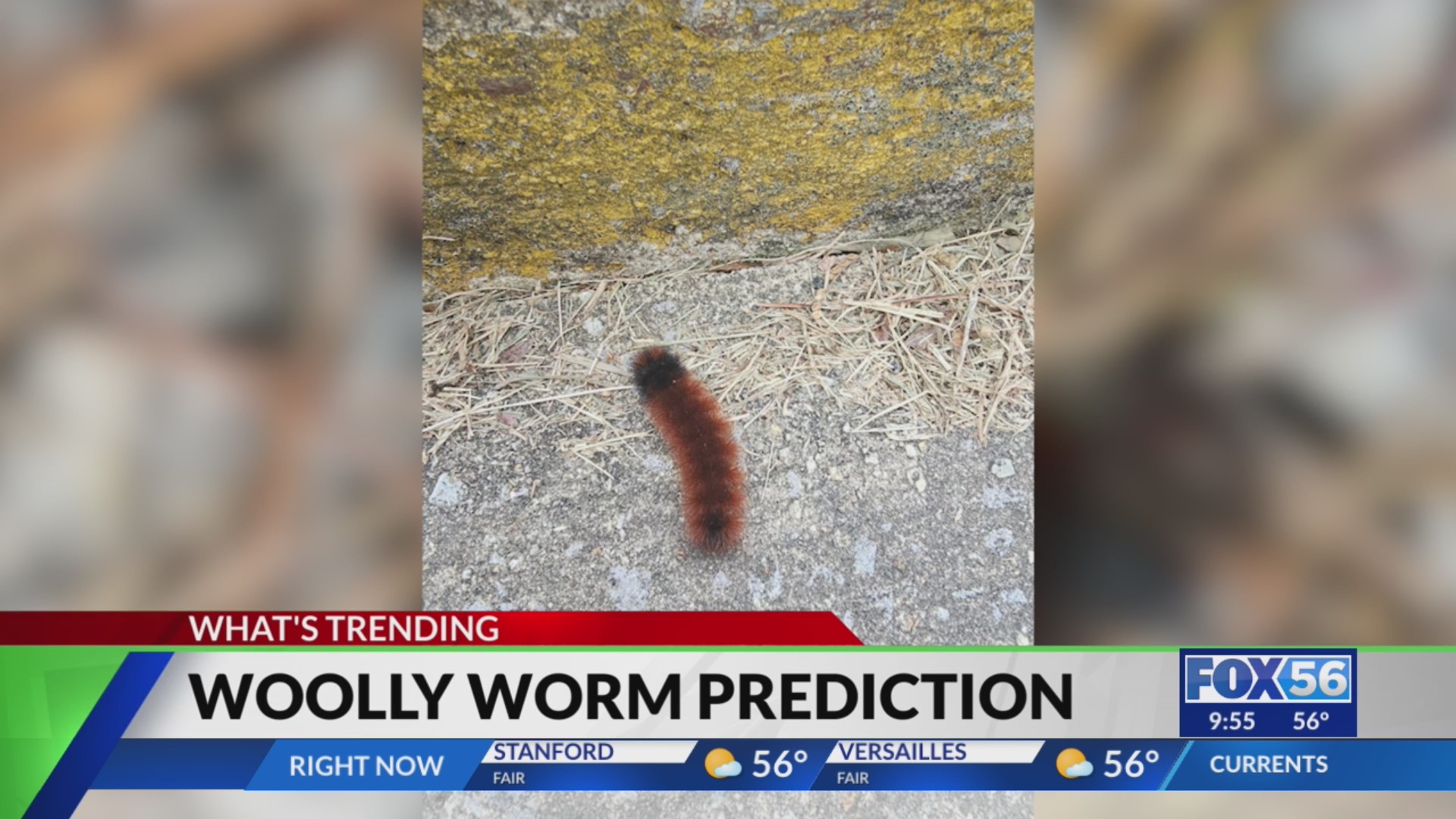 Unpacking the legend of the woolly worm: What do they say about ...